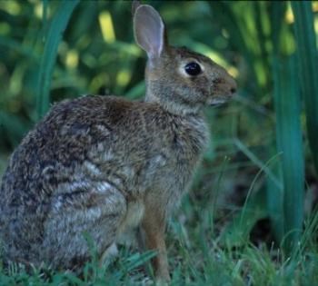 Tularemia (Rabbit Fever) | Mississippi Department of Wildlife ...