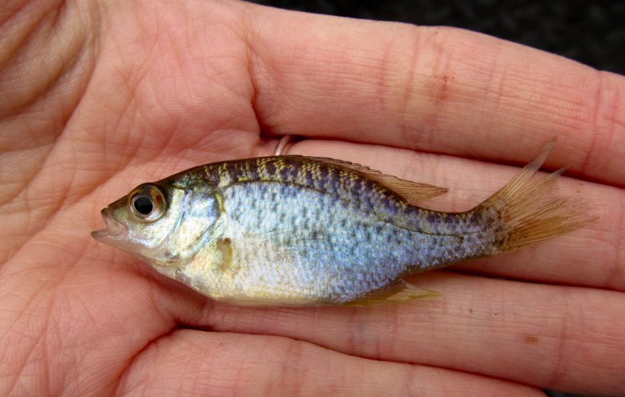 Fish Hatcheries | Mississippi Department of Wildlife, Fisheries, and Parks