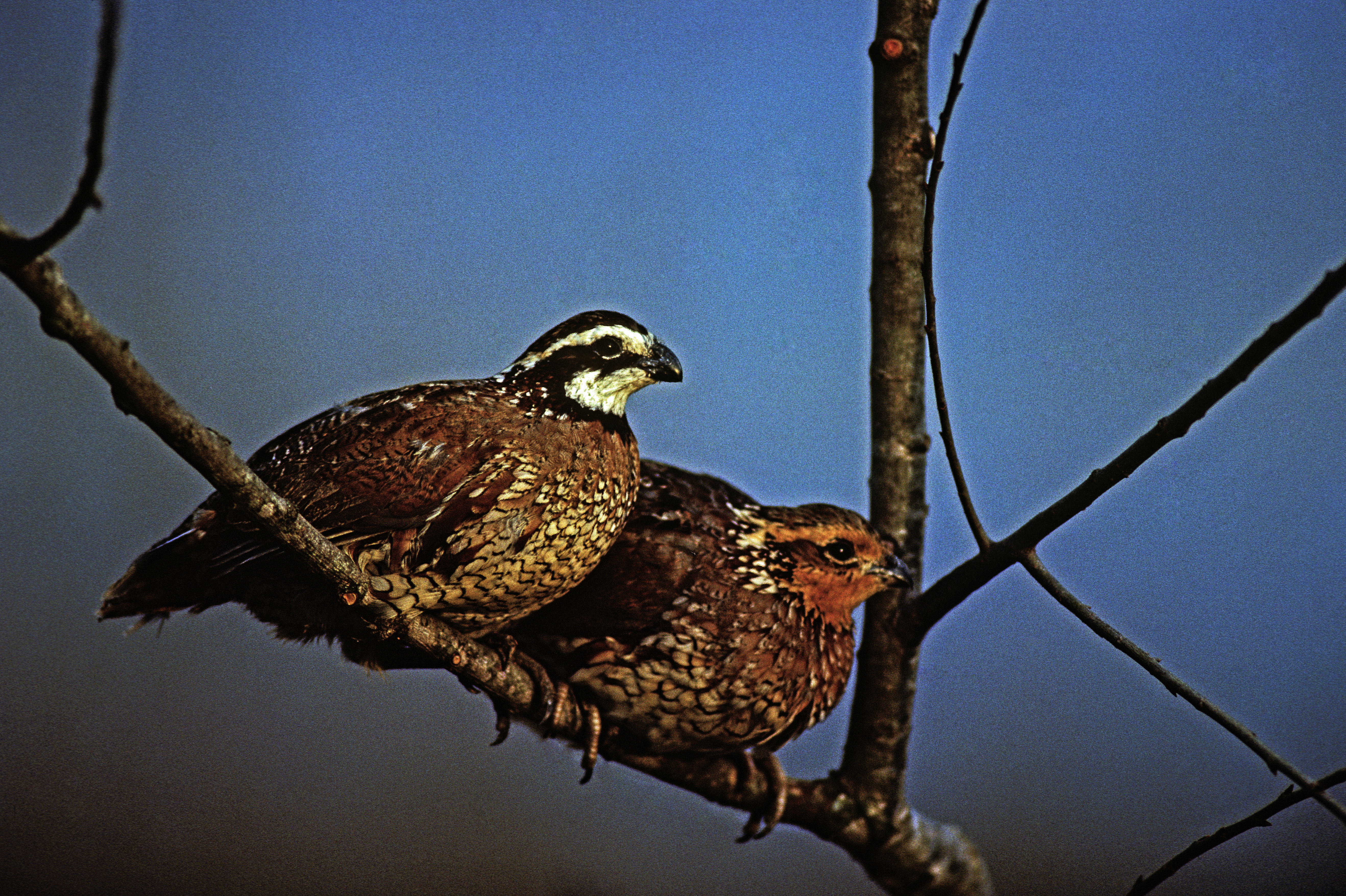 Quail Program | Mississippi Department of Wildlife, Fisheries, and Parks