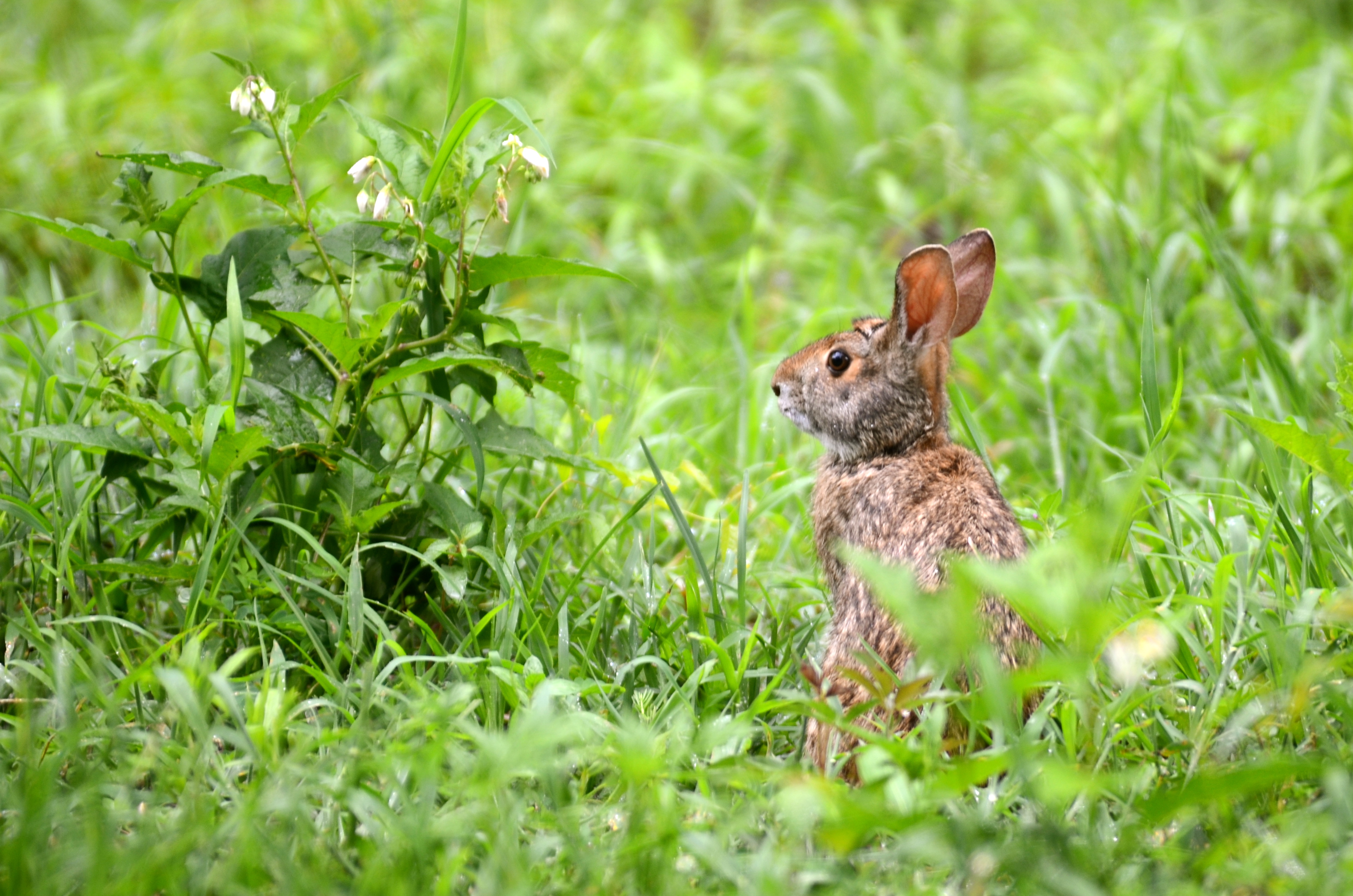 Wildlife Rehabilitation | Mississippi Department of Wildlife, Fisheries ...