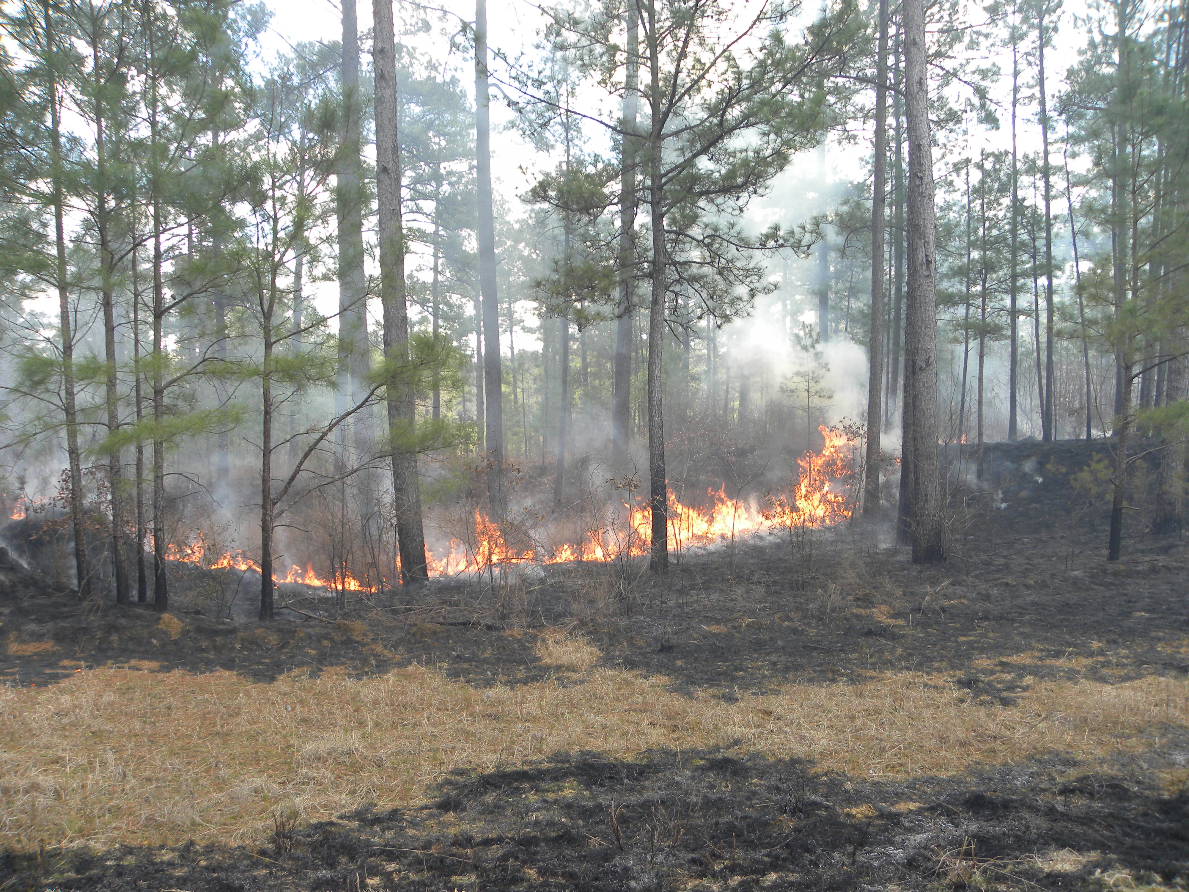 Habitat Management | Mississippi Department of Wildlife, Fisheries, and ...