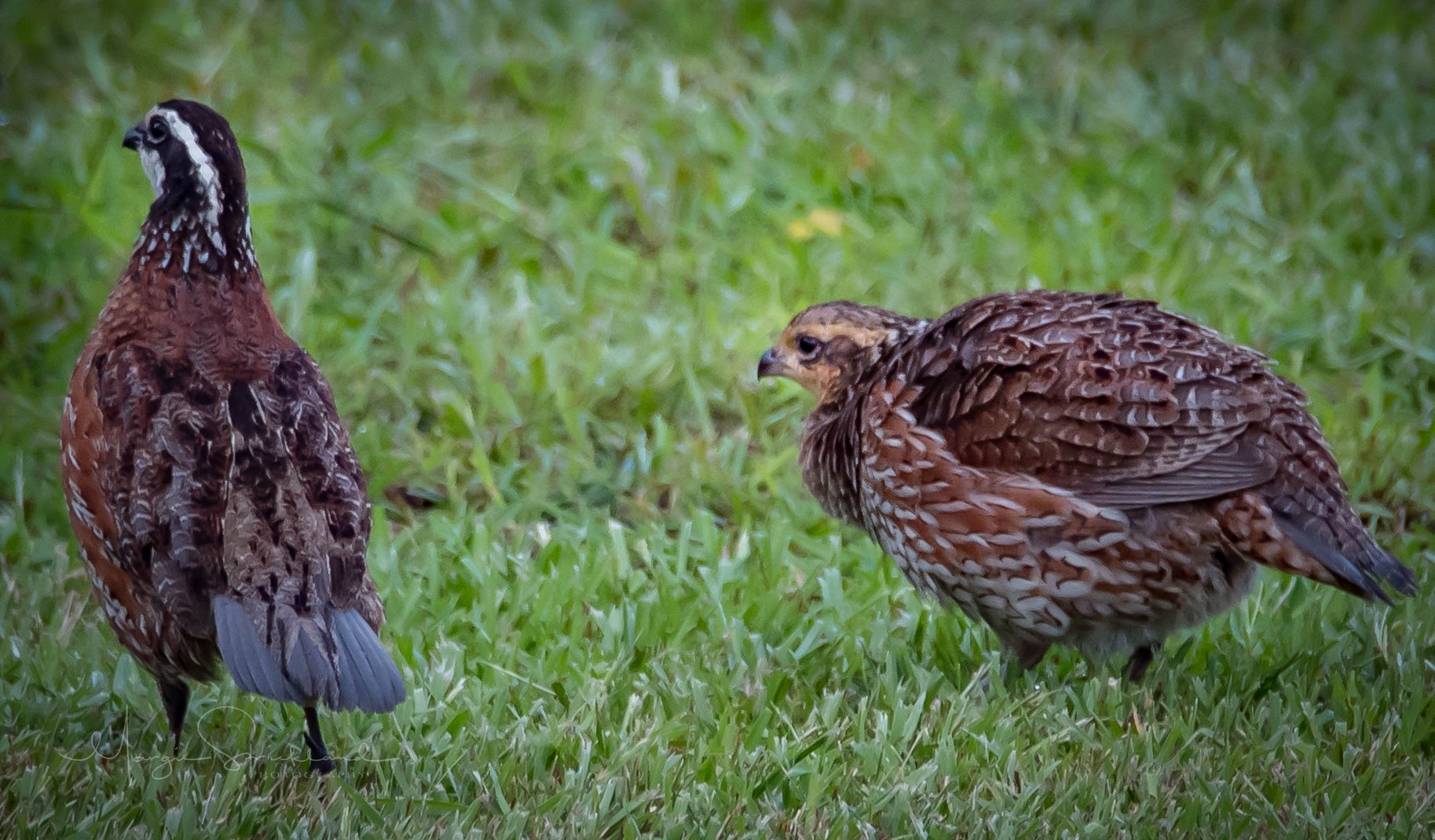Quail Management Information | Mississippi Department of Wildlife ...