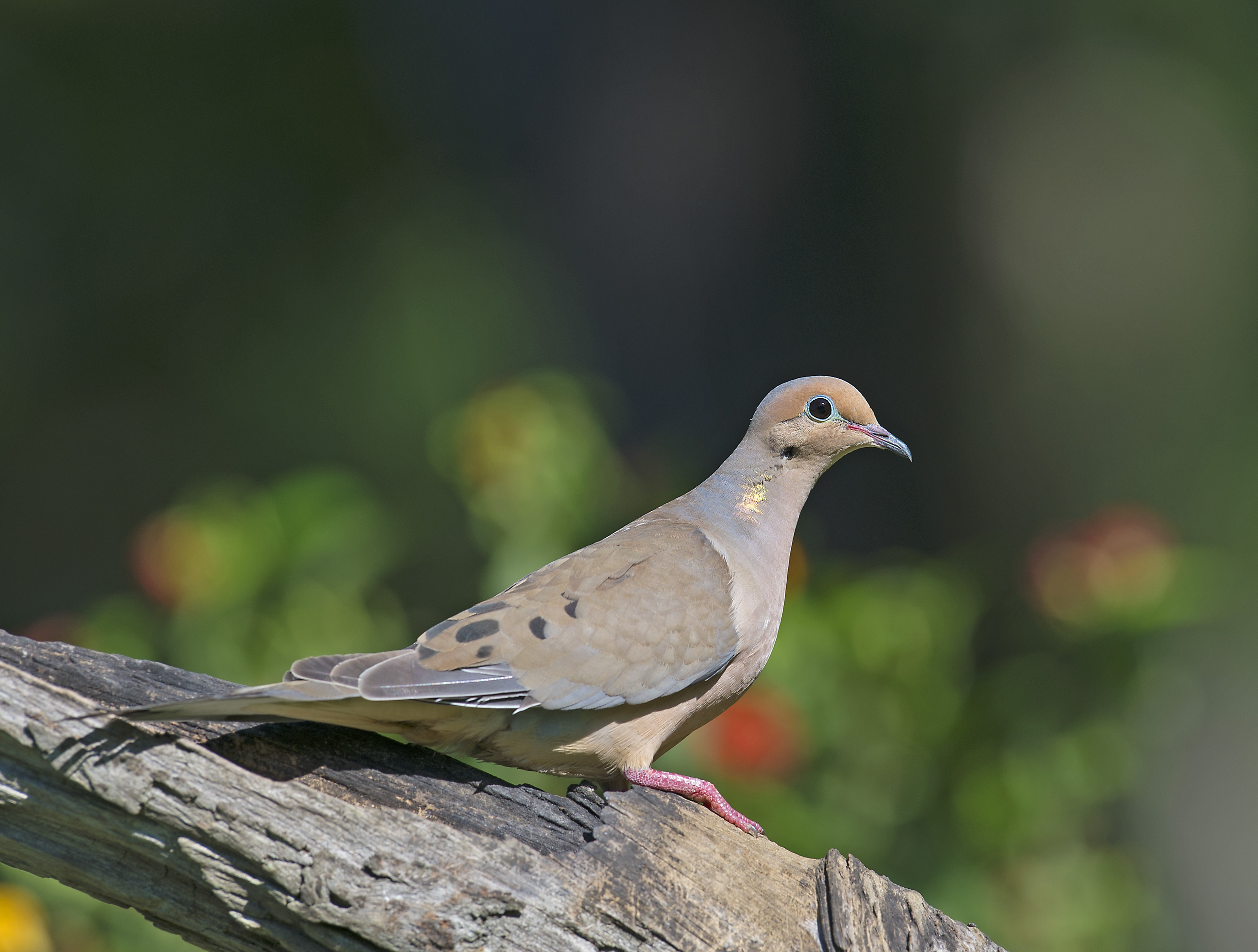 Dove Program | Mississippi Department of Wildlife, Fisheries, and Parks