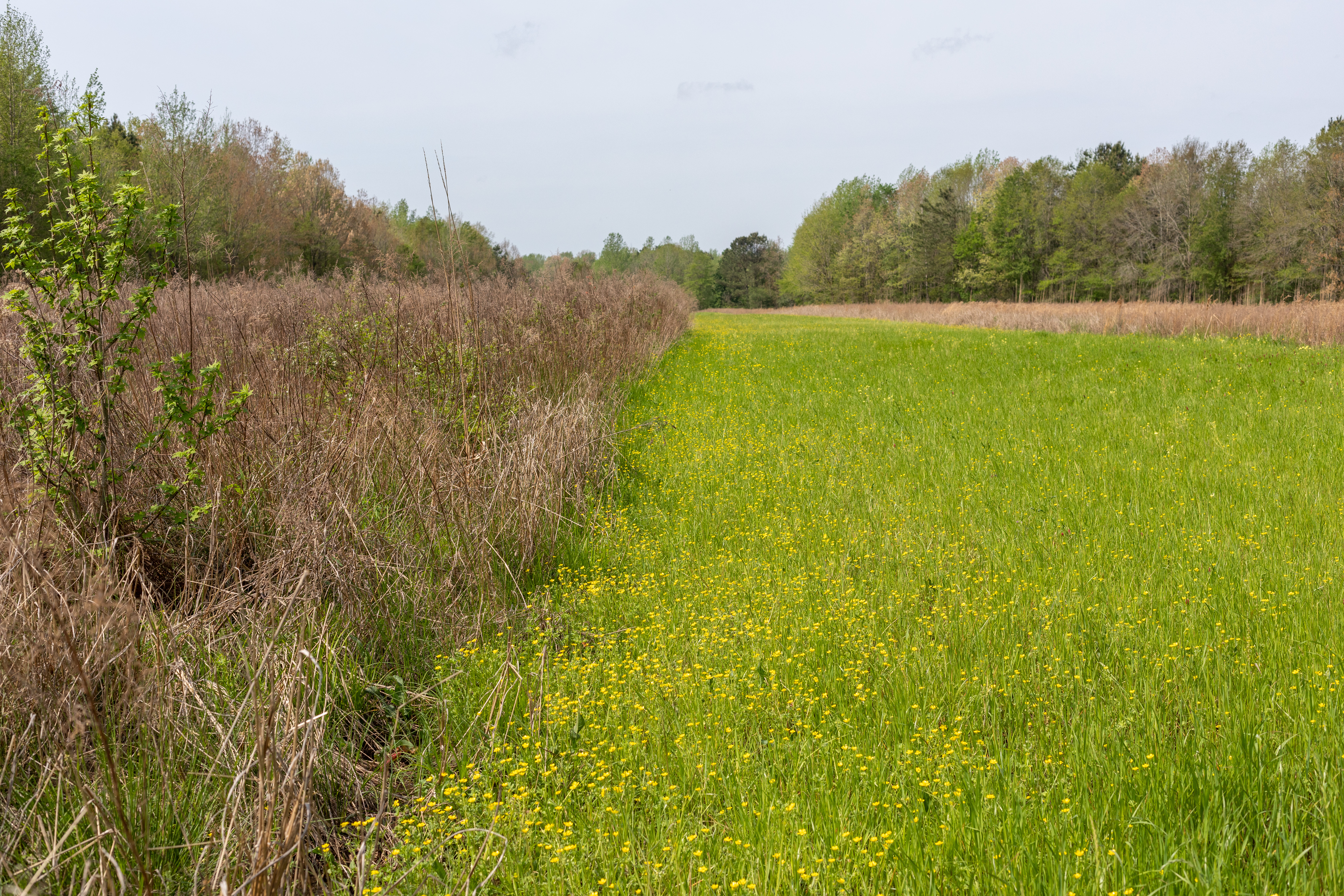 WMA Draw Hunts | Mississippi Department of Wildlife, Fisheries, and Parks