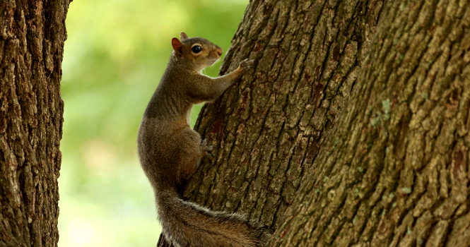 Squirrel Program | Mississippi Department of Wildlife, Fisheries, and Parks