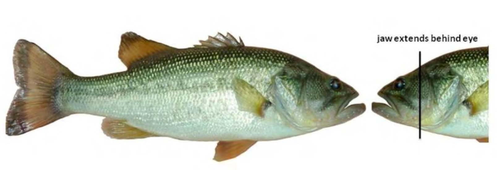 Largemouth Bass | Mississippi Department of Wildlife, Fisheries, and Parks
