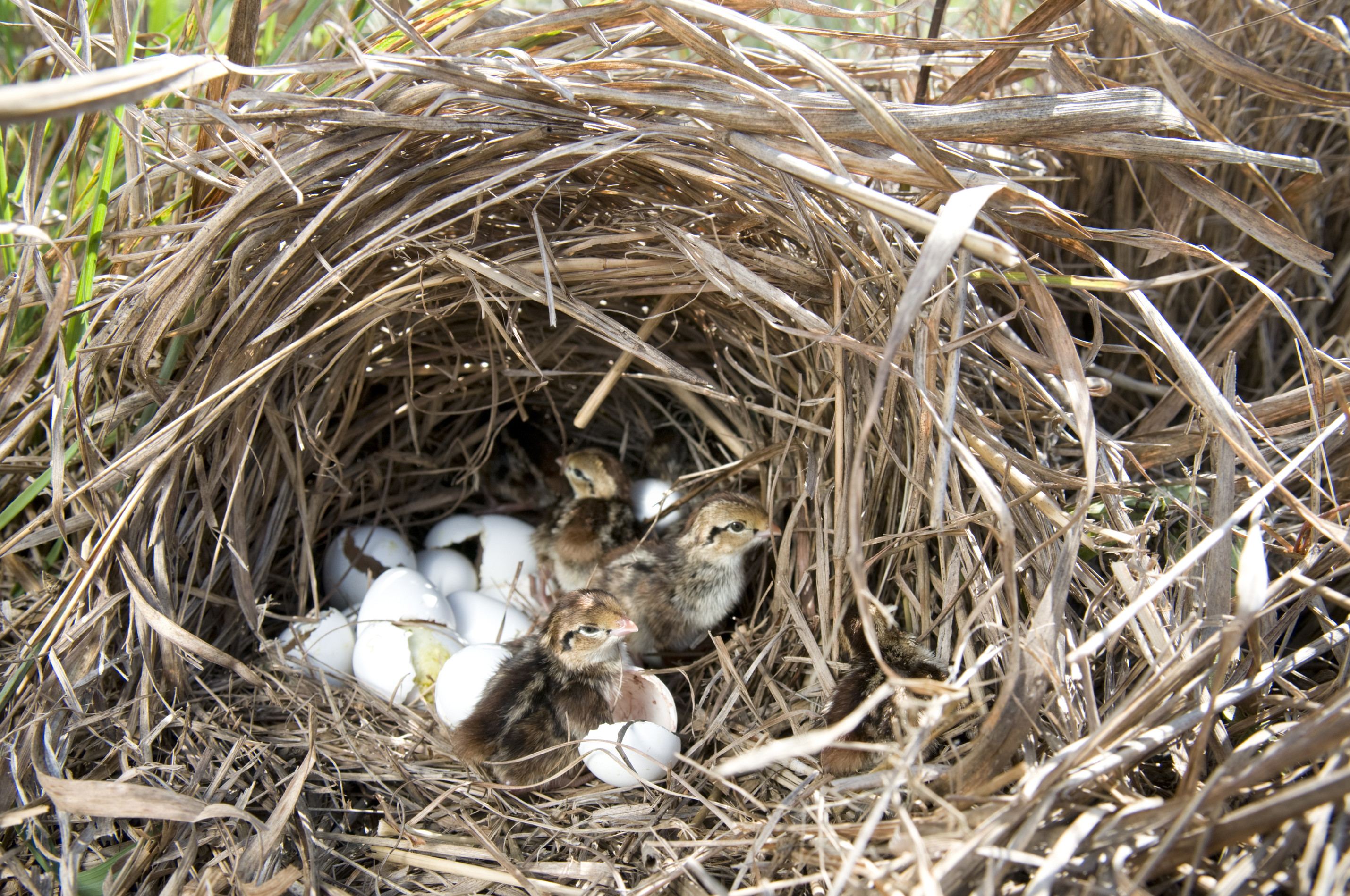 Quail Population Trends | Mississippi Department of Wildlife, Fisheries ...