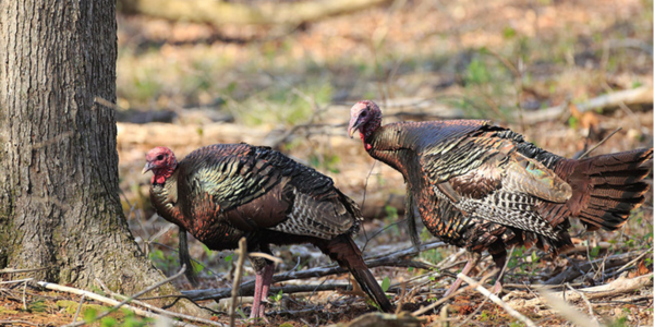 Wild Turkey Regulations | Mississippi Department of Wildlife, Fisheries ...