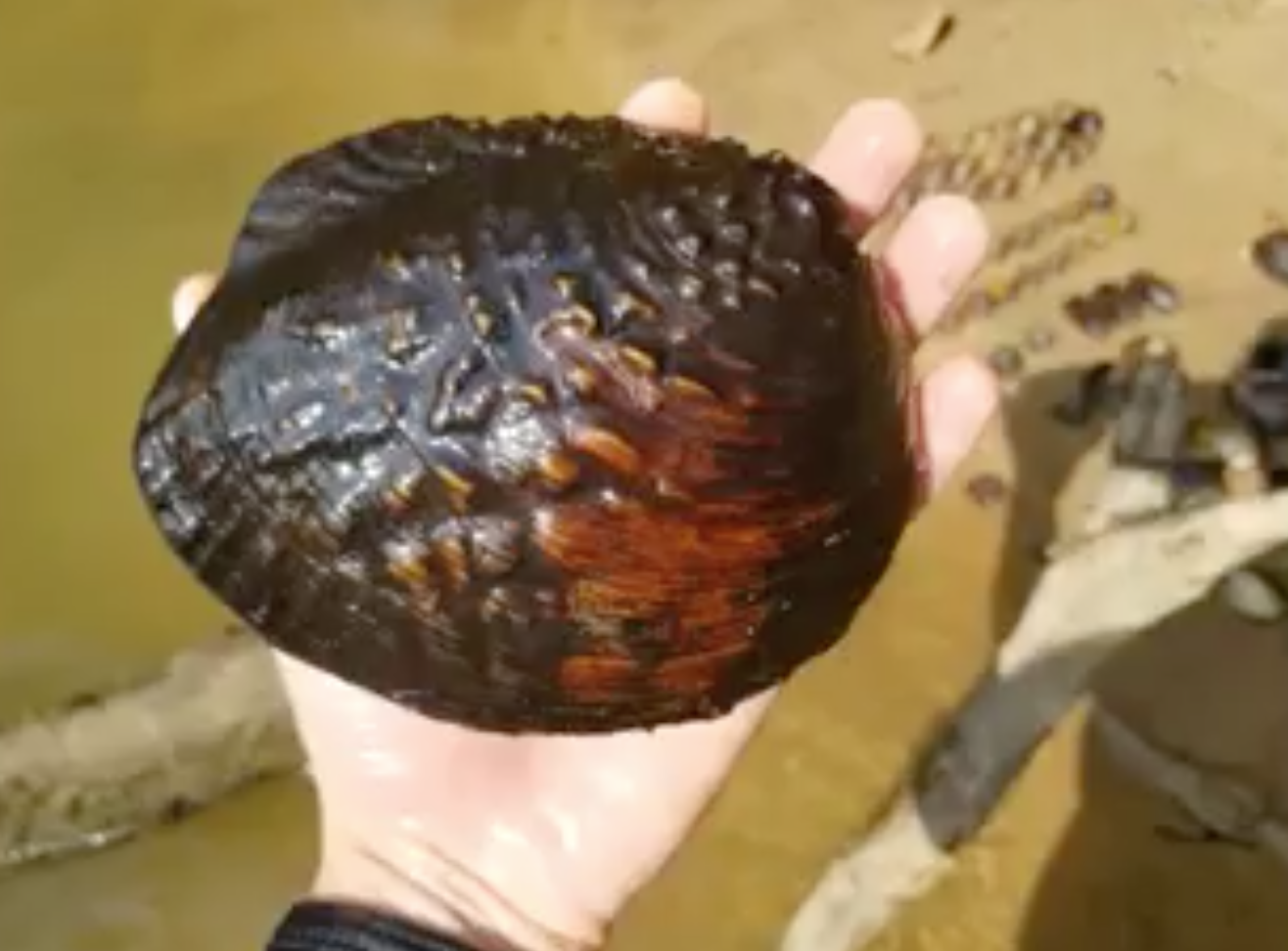 Bivalvia | Mississippi Department of Wildlife, Fisheries, and Parks