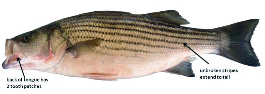 Striped Bass | Mississippi Department of Wildlife, Fisheries, and Parks