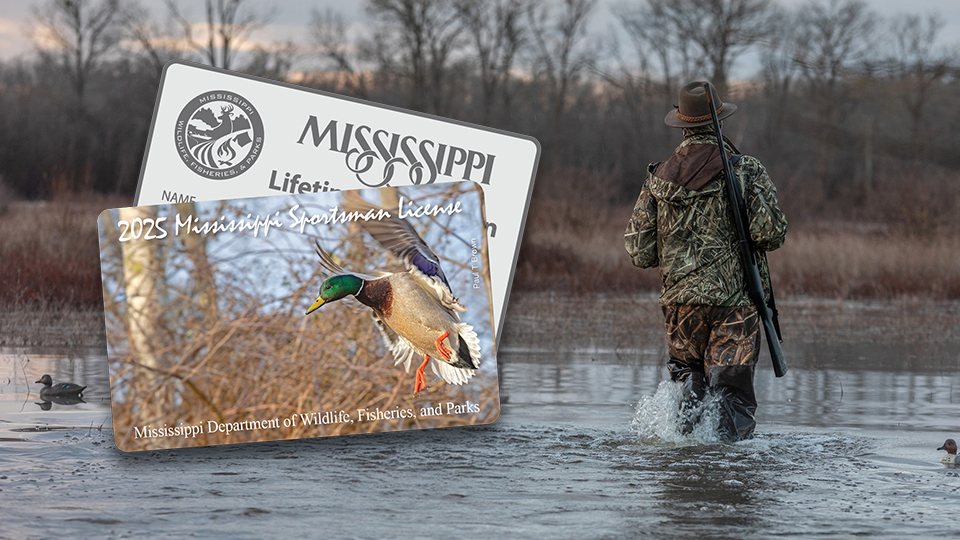 New Licensing System - Coming Soon! | Mississippi Department of ...