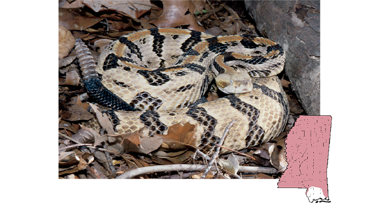 Canebrake Rattlesnake | Mississippi Department of Wildlife, Fisheries ...