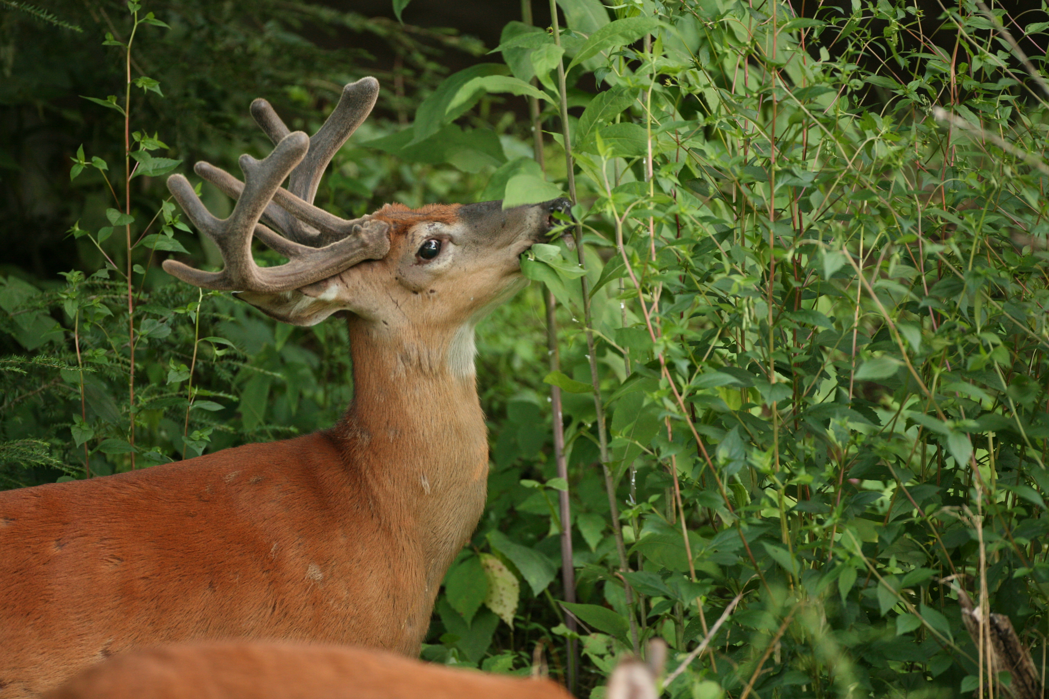 What Deer Eat and Why? | Mississippi Department of Wildlife, Fisheries ...