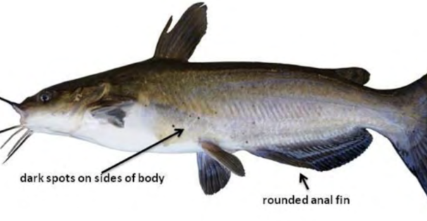 Fish ID Guide | Mississippi Department of Wildlife, Fisheries, and Parks