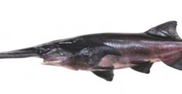 Fish ID Guide | Mississippi Department of Wildlife, Fisheries, and Parks