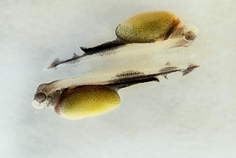 Bob Tyler Fish Hatchery | Mississippi Department of Wildlife, Fisheries ...